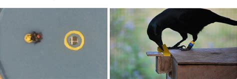 Figure 1 From Reasoning Learning Systems Based On Non Axiomatic Reasoning System Theory