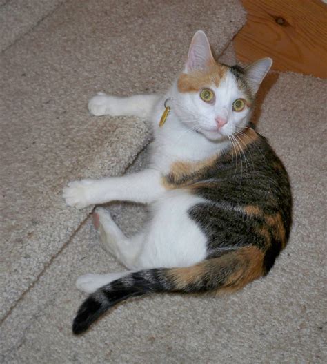 Chloe Bornstein Sandra Bornstein