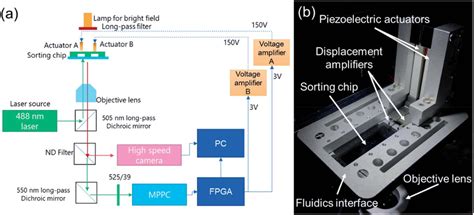 Overview Of The Constructed Fluorescence Activated Cell Sorting System Download Scientific