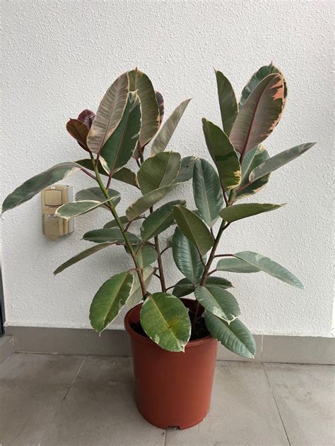 Ficus Ruby Big Furniture And Home Living Gardening Plants And Seeds On Carousell