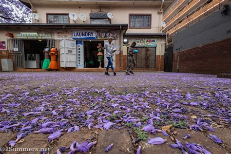 Pretoria Jacarandas A Photo Bonanza