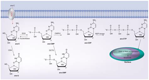 Figure 1 Ara C Metabolism Ara C Cytarabine Ara Cdp Ara C