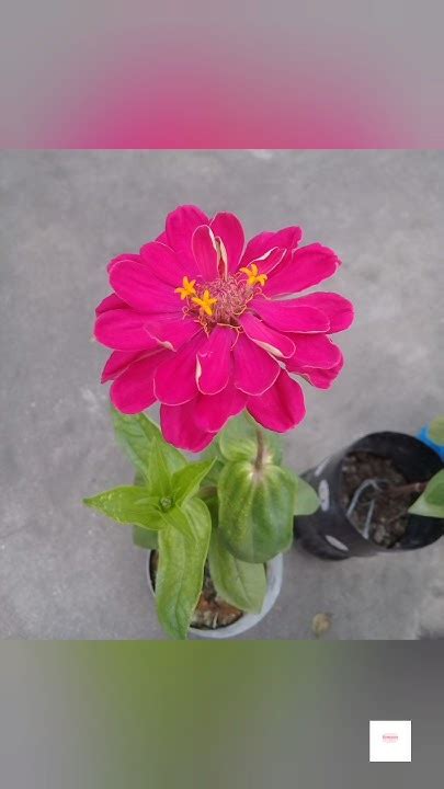 গরমের কিছু ফুল গাছের ছবি নামসহ Shorts Gardening Garden Viralreels Summerflower Youtube