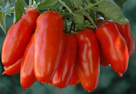 How To Grow San Marzano Tomato Plants Successfully