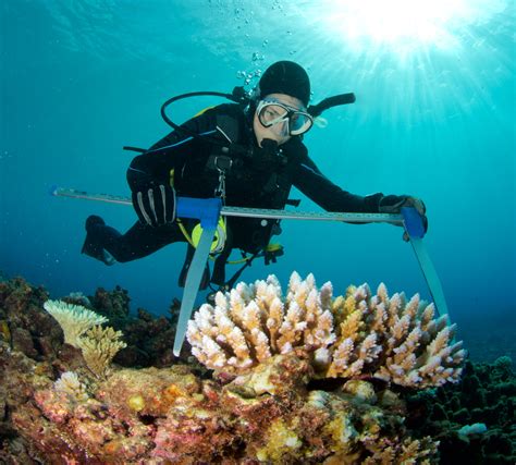 Observation Virtual Reef Diver