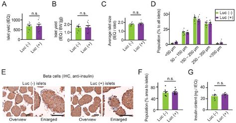 Effect Of Luciferase Expression On The Morphology Of Isolated Islets