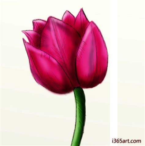 How To Draw A Beautiful Tulip FeltMagnet