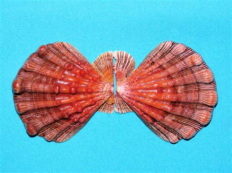 Pectinidae Zen Cart The Art Of E Commerce