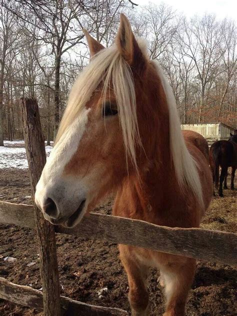 Majestic Brown Horse With Blonde Hair