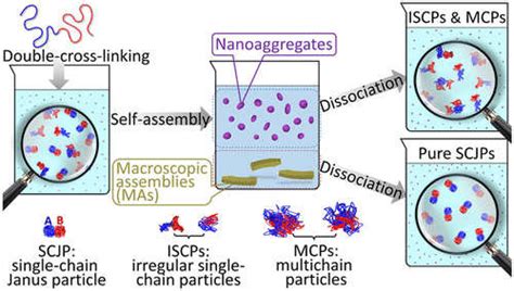 Facile Isolation Of Pure Single Chain Janus Particles Scjps By