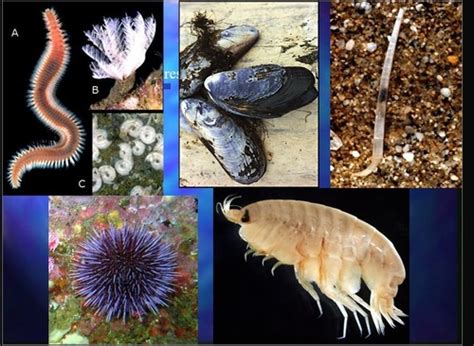 marine bio exam 2 shallow tidal benthos flashcards quizlet