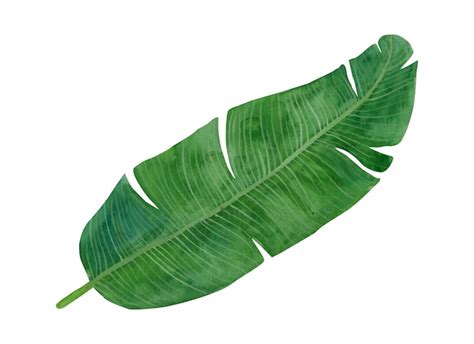 Premium Photo Green Leaf Cut Out On A White Background