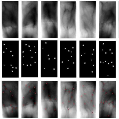 Results Of Finger Vein Feature Extraction Based On Deep Forest Download Scientific Diagram