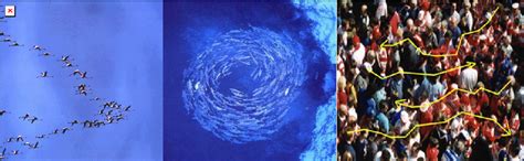 Examples Of Swarm Intelligence In Birds Fishes And Human Beings