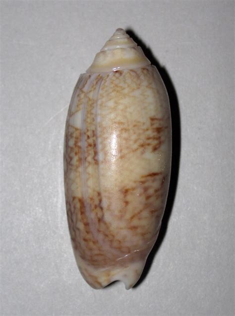 Oliva Sayana Lettered Olive Snail Shell Marco Island Florida Usa