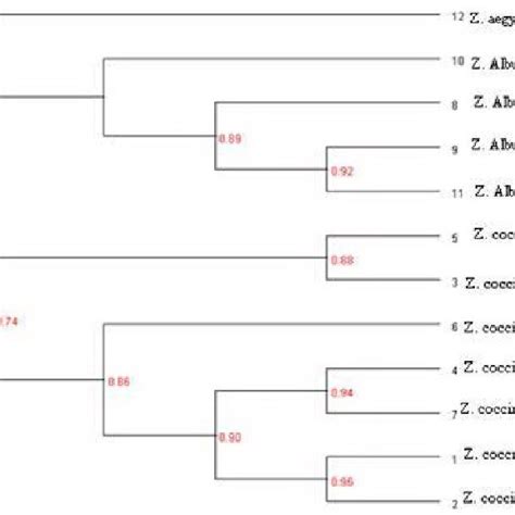 Dendrogram Constructed According To Upgma Cluster Analysis Based On