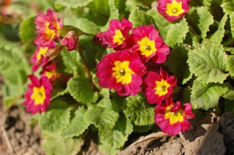 17 Different Types Of Primrose Plants Garden Lovers Club