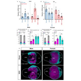 Optimization Of Sex Steroid Supplementation Protocol Shows The Recovery Download Scientific