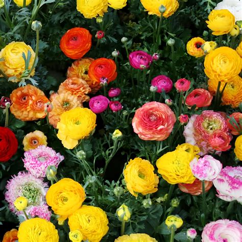 25 Mixed Ranunculus Bulbs Spring Planting Buttercup