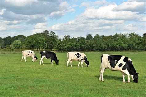 Four Grazing Cows In The Pasture In Photograph By Brytta Pixels