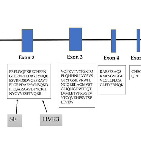 Human Leukocyte Antigen Hla Molecules Are Encoded By Three Classes Of Download Scientific