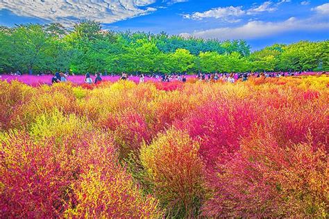 화려하게 물든 자연이 보내는 선물 청명한 가을 하늘과 어우러진 국내 여행지 여행을말하다