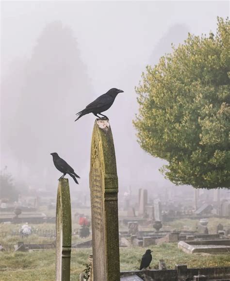 11 Spiritual Meanings Of 3 Crows Good Omen