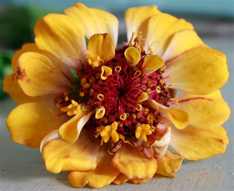 Zinia Sp Capitulum
