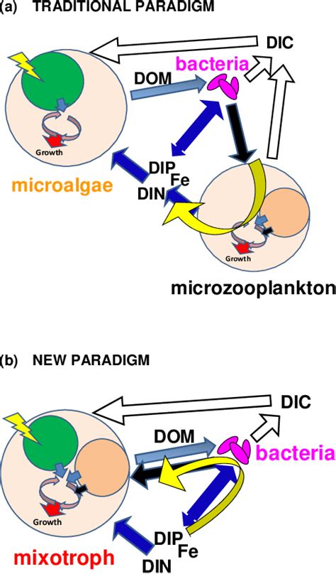Figure 2 From The Role Of Mixotrophic Protists In The Biological Carbon Pump Semantic Scholar