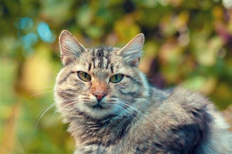 Premium Photo Portrait Of Siberian Cat Outdoor In Summer