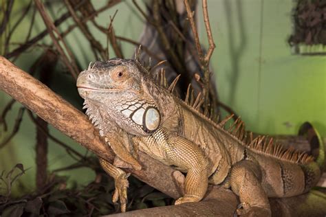 Green Iguana