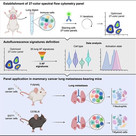 Optimized Full Spectrum Flow Cytometry Panel For Deep Immunophenotyping