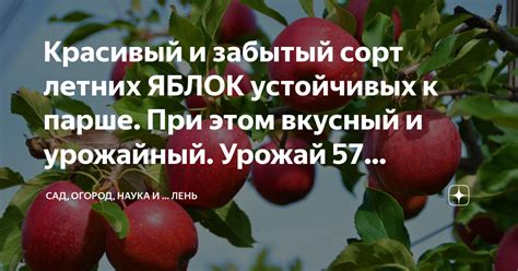 Красивый и забытый сорт летних ЯБЛОК устойчивых к парше. При этом ...