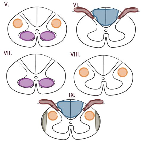 Neuroanatomy Glossary Spinal Cord Disorders Overview Ditki Medical