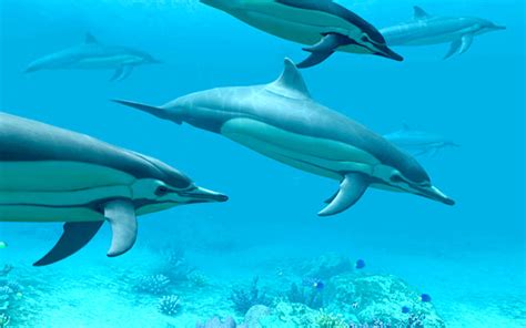 Dolphins 3d Screensaver Download Animated 3d Screensaver