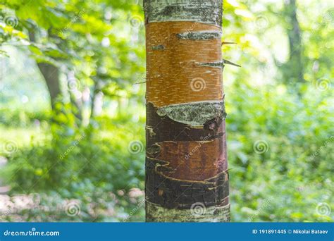 Smooth Bark Of Populus Alba With Black Fissured Marks Royalty Free Stock Photography