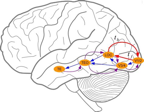 Recurrent Processing In The Formation Of Shape Percepts Journal Of Neuroscience
