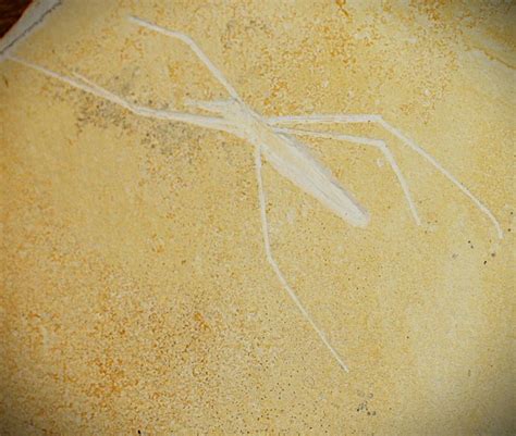 Insect Fossilised Animal Auction Online Catawiki