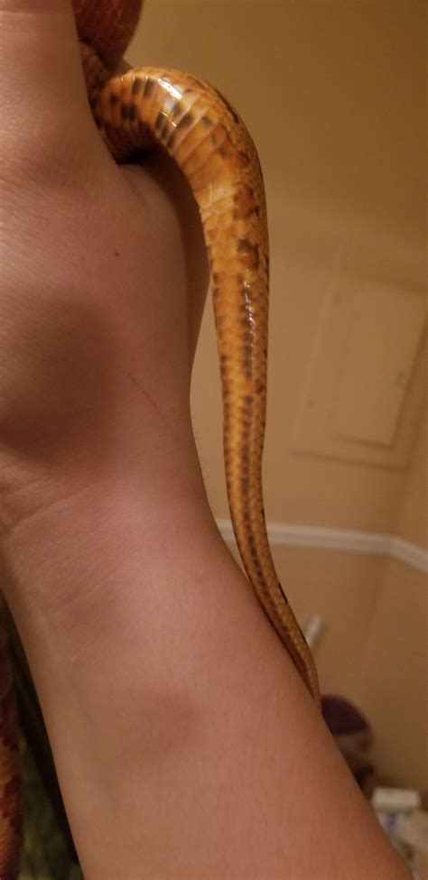 Cornsnake Sex Corn Snakes Morphmarket Reptile Community