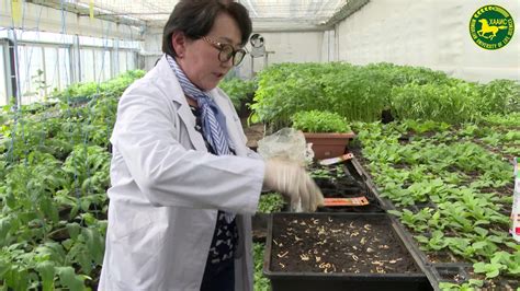 Цэцгийн ургамлын үрслэг ургуулах шилжүүлэн суулгах технологи Youtube