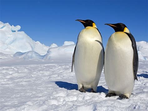 Emperor Penguins Antartica Wallpaper X