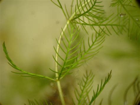 Перистолистник колосистый Уруть колосистая 🌱: фото, видео, содержание ...