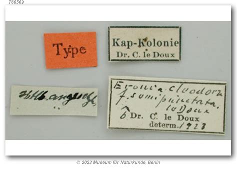 Eronia Cleodora Type Specimens