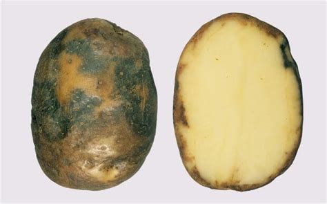 Blight Resistant GMO Potatoes Reduce Pesticide Use 80 In Ireland Field Trial Genetic Literacy