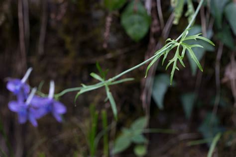 Delphinium Denudatum Eflora Of India