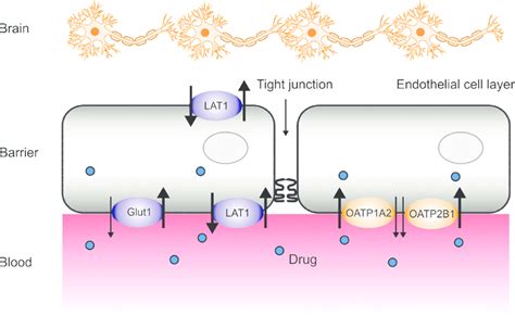 5 Subcellular Expression Of Influx Transporters At The Bbb Slc Download Scientific Diagram