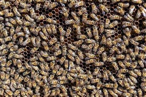 Abstract Hexagon Structure Is Honeycomb From Bee Hive Filled Stock Photo Image Of Apis Cell