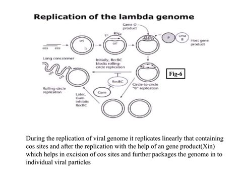 Structuregenome Organisationgene Regulation Of Lambda Phage Ppt