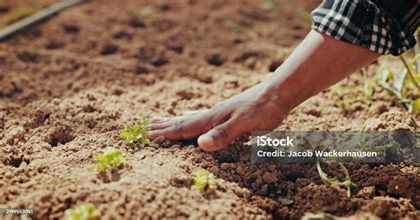 성장 원예 및 토양과 손 지속 가능성 및 환경 농업 및 자연의 정원사 식물을 위한 심기 묘목 및 비료 새싹과 생태를 위한 사람과 환경 친화적 손에 대한 스톡 사진 및 기타