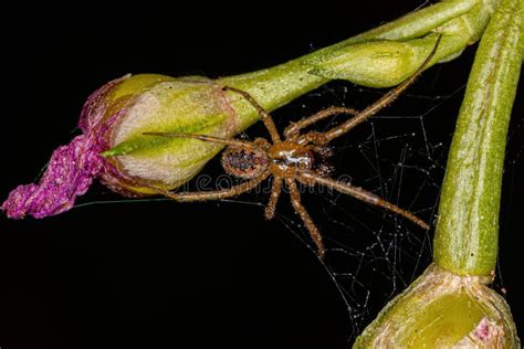 Small Male Cobweb Spider Stock Image Image Of Entelegyne 258931069